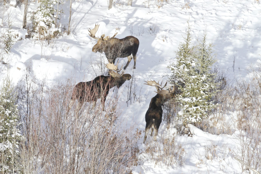 Monitoring moose | News, Sports, Jobs - The Daily News